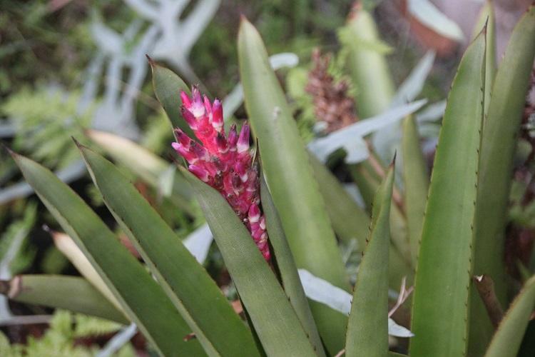 Photo of the bloom of Bromeliad (Aechmea distichantha var. schlumbergeri) posted by ...