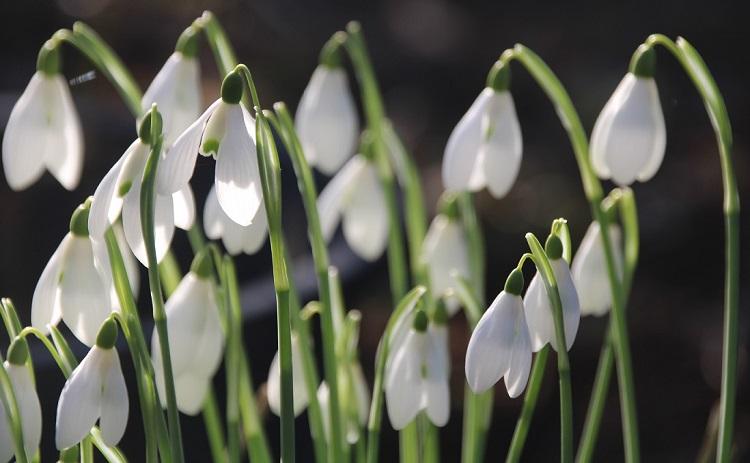 Photo of the bloom of Snowdrop (Galanthus 'Bess') posted by ...