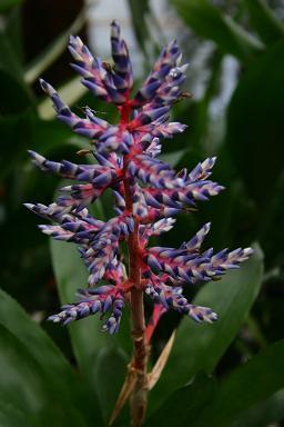 Photo of the bloom of Bromeliad (Aechmea 'Blue Rain') posted by ...