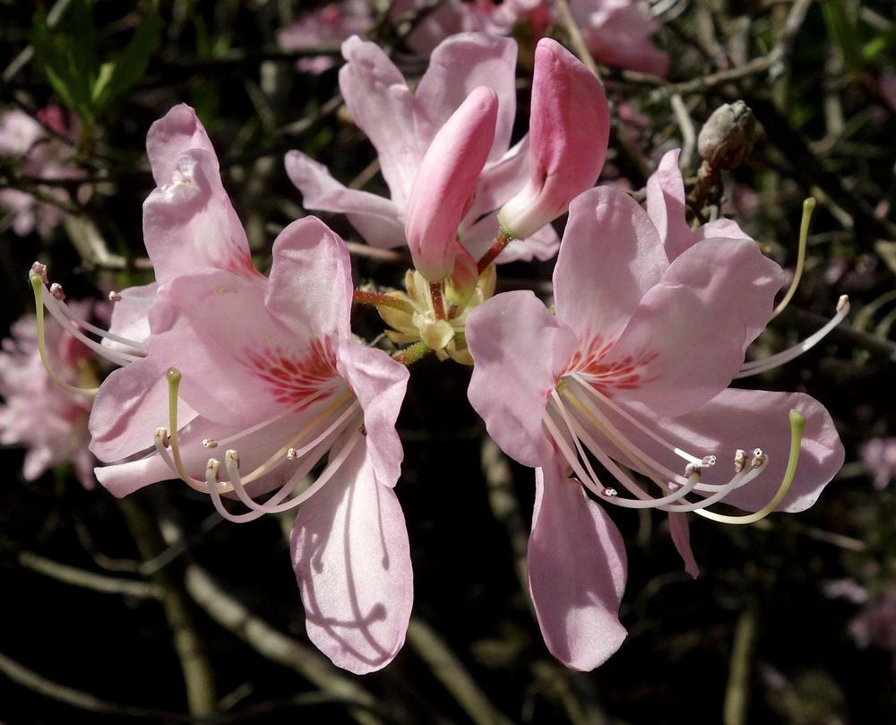 Photo of the bloom of Pinkshell Azalea (Rhododendron vaseyi) posted by ...