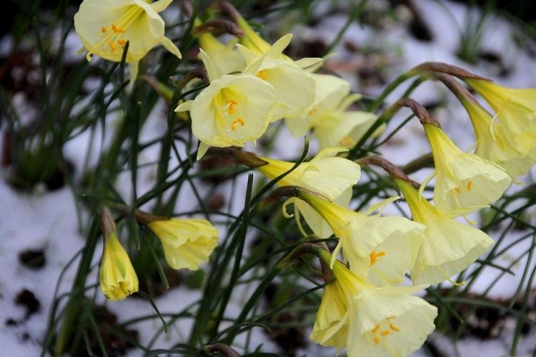Daffodil (Narcissus 'Arctic Bells') in the Daffodils Database - Garden.org