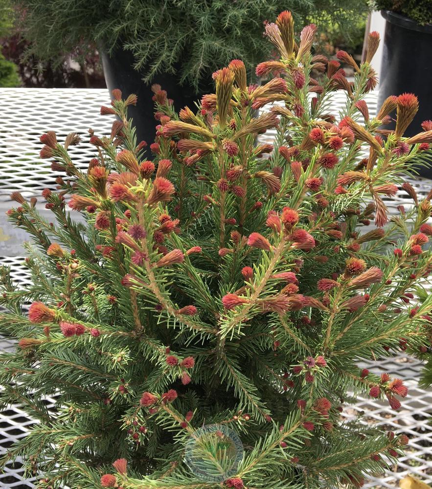 Photo of the emerging growth of Norway Spruce (Picea abies 'Blaze ...