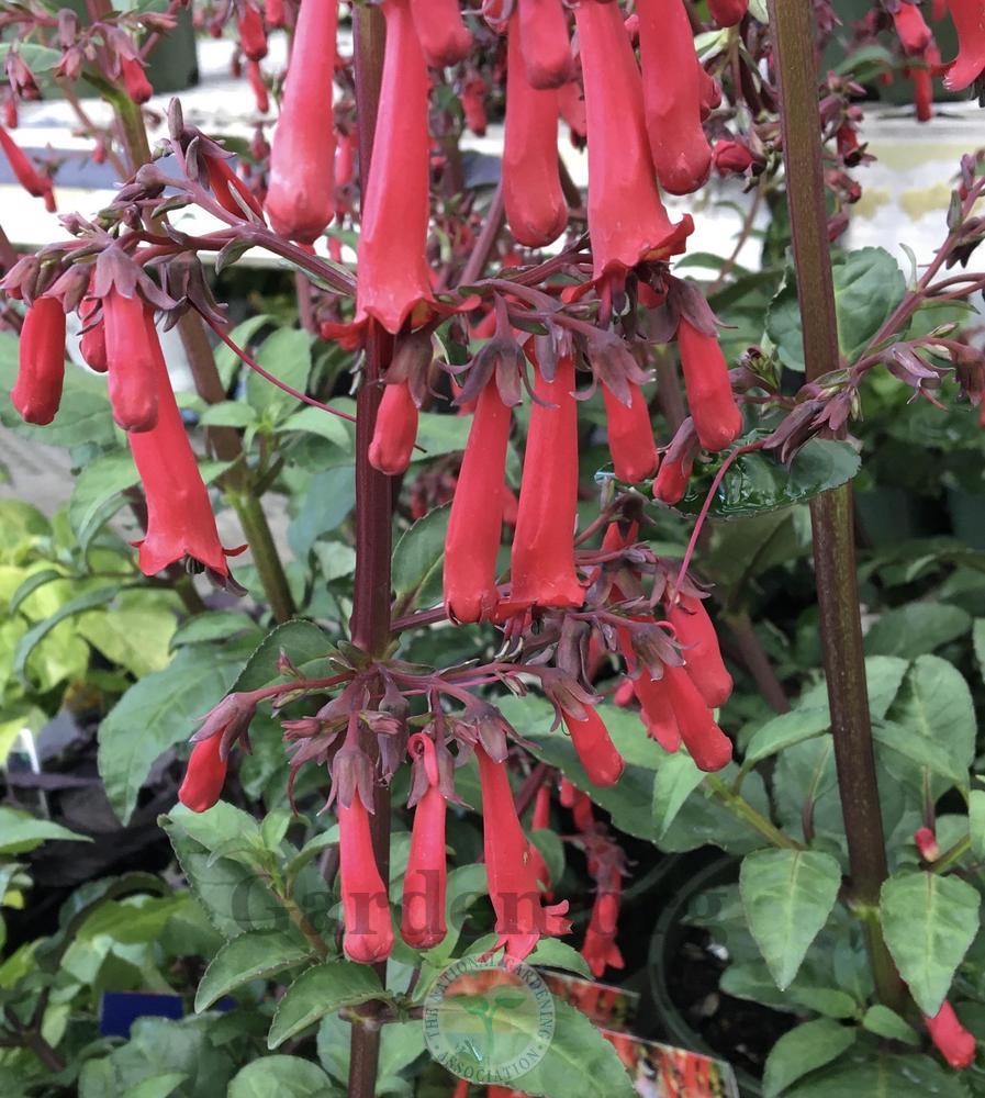 Photo of the bloom of Cape Fuchsia (Phygelius Colorburst™ Deep Red ...