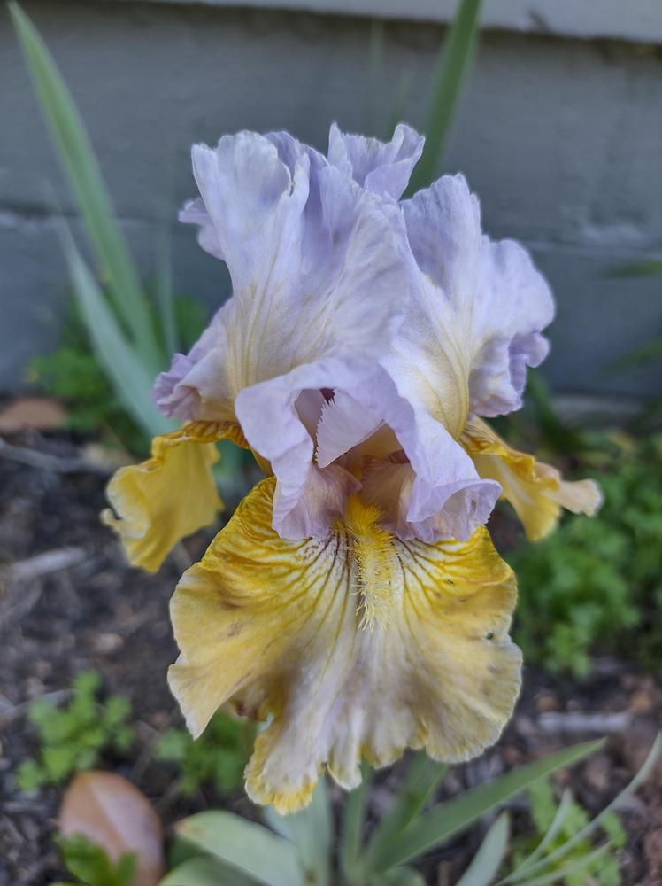 Photo of the bloom of Tall Bearded Iris (Iris 'Apollo's Robe') posted ...
