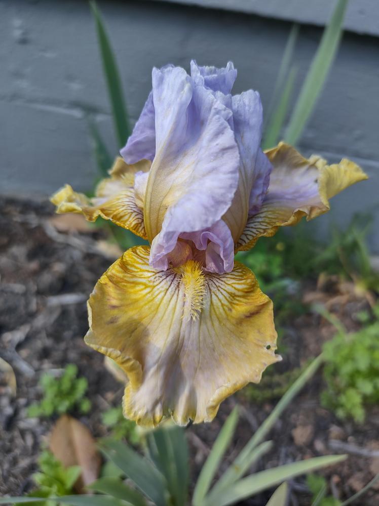 Tall Bearded Iris (Iris 'Apollo's Robe') in the Irises Database ...