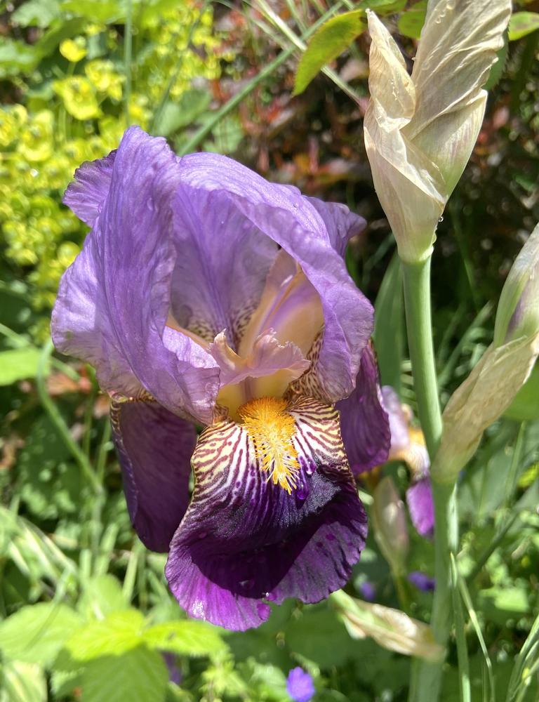 Photo of the bloom of Tall Bearded Iris (Iris 'Alcazar') posted by ...