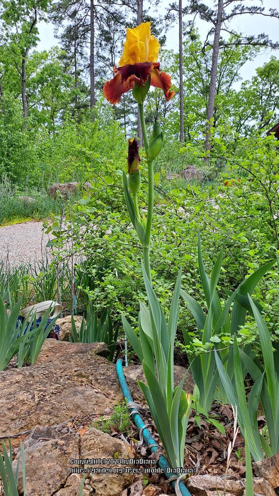 Photo of the entire plant of Tall Bearded Iris (Iris 'Fiesta Time ...