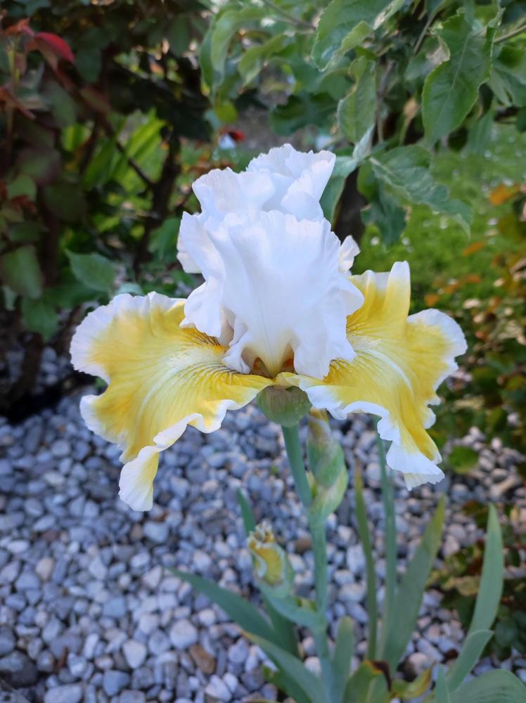 Photo of the bloom of Tall Bearded Iris (Iris 'Sofia') posted by JozicaPL - Garden.org
