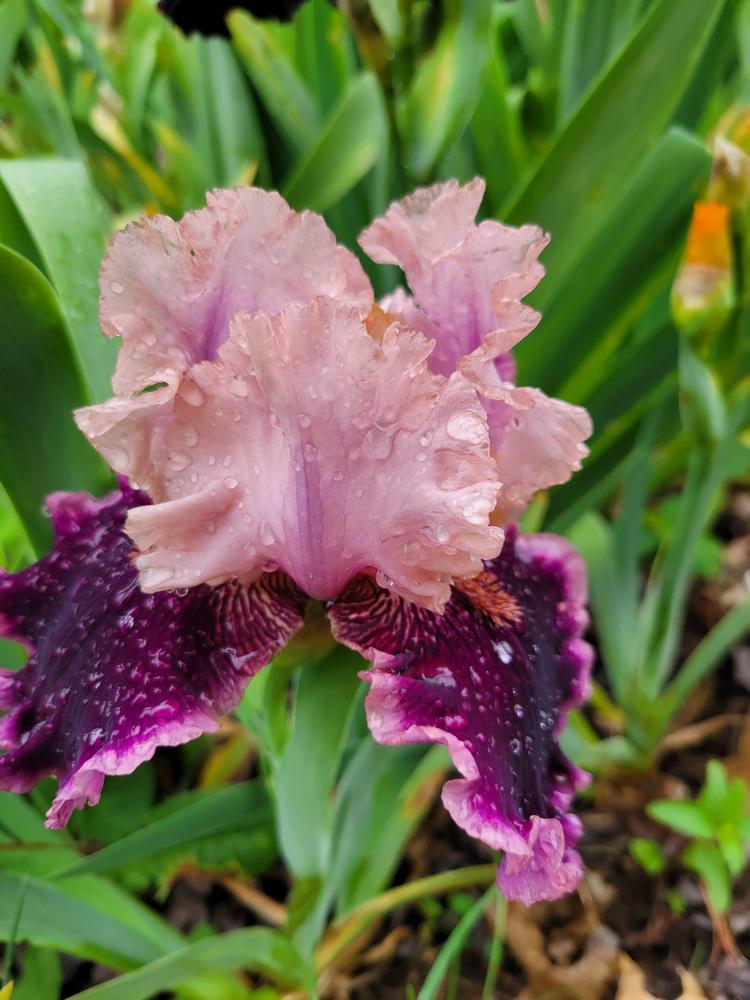 Tall Bearded Iris (Iris 'Autumn Jewel') in the Irises Database - Garden.org