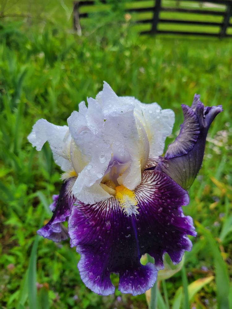Photo of the bloom of Tall Bearded Iris (Iris 'Just the Ticket') posted ...