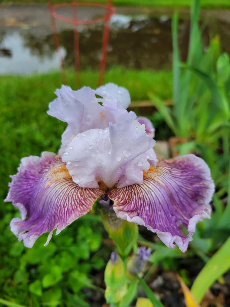 Photo of the bloom of Tall Bearded Iris (Iris 'Sharp Edge') posted by ...