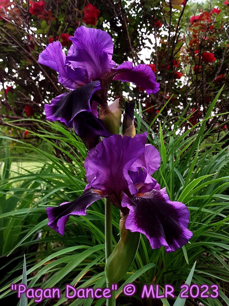 Photo of the bloom of Tall Bearded Iris (Iris 'Pagan Dance') posted by ...
