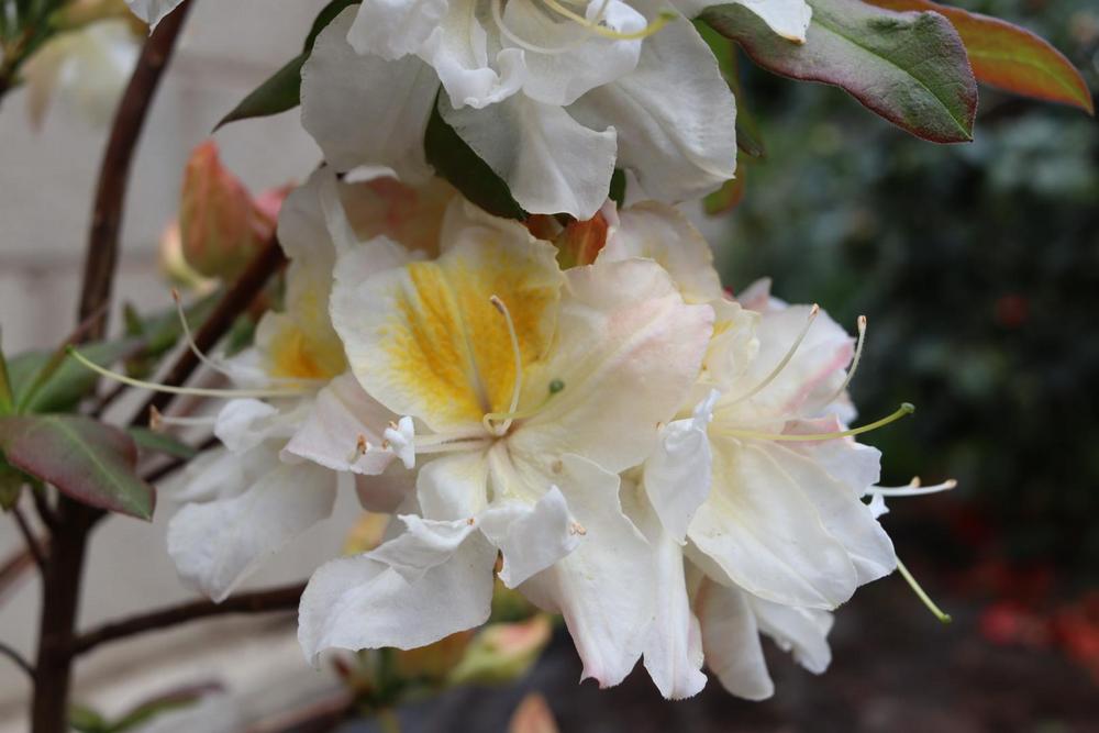 Photo of the bloom of Azalea (Rhododendron 'Silver Slipper') posted by ...