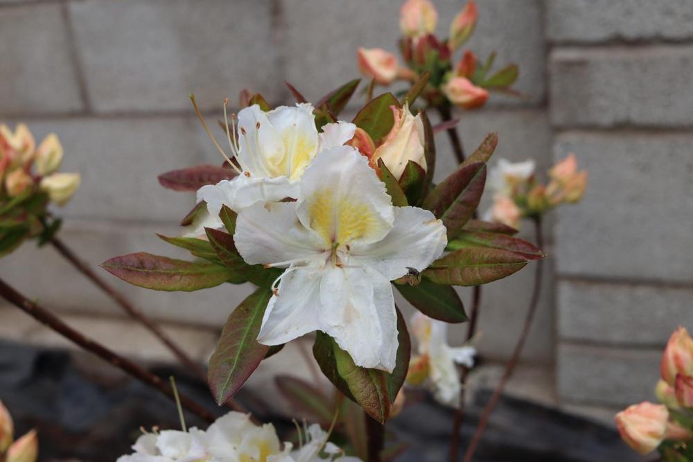 Photo of the bloom of Azalea (Rhododendron 'Silver Slipper') posted by ...