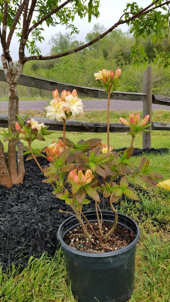 Photo of the entire plant of Azalea (Rhododendron 'Cannon's Double ...