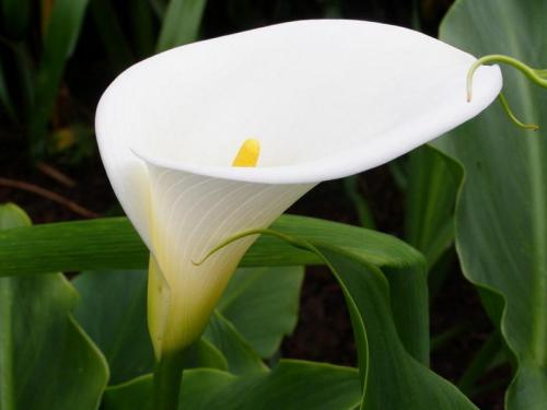 Tuba in the Plant ID forum - Garden.org