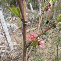 Photo of the bloom of Peach (Prunus persica 'Canadian Harmony') posted ...