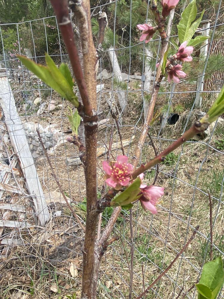 Photo of the bloom of Peach (Prunus persica 'Canadian Harmony') posted ...