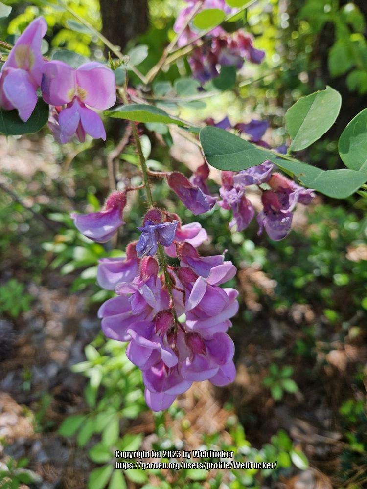 Photo of the bloom of Dwarf Bristly Locust (Robinia hispida var. nana ...