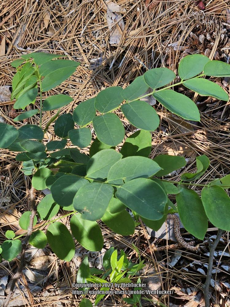 Photo of the leaves of Dwarf Bristly Locust (Robinia hispida var. nana ...