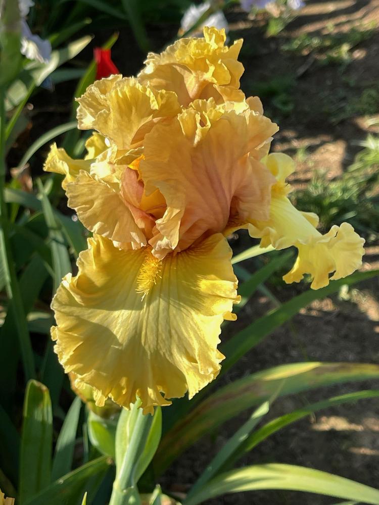 Tall Bearded Iris (Iris 'Kay's Kakes') in the Irises Database - Garden.org