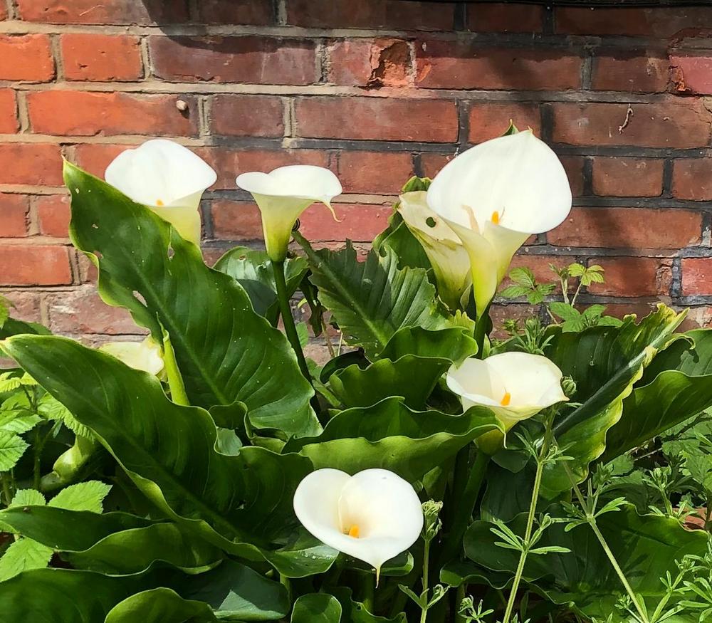 Tuba in the Plant ID forum - Garden.org