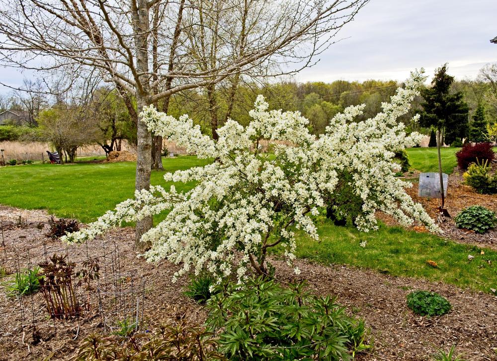 Photos & chin-wag of trees & shrubs in the Trees and Shrubs forum ...