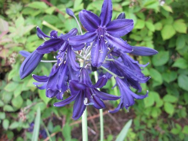 Lily of the Nile (Agapanthus 'Indigo Dreams') in the Agapanthus ...
