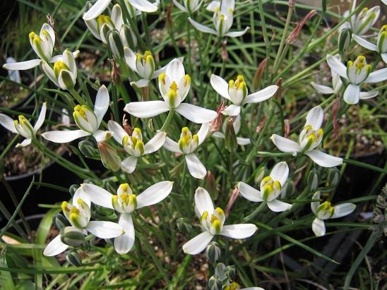 Albuca humilis - Garden.org
