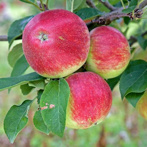 Apple (Malus domestica 'Tydeman's Early Worcester') in the Apples Database - Garden.org