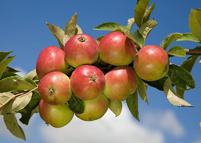 Photo of the fruit of Apple (Malus domestica 'Worcester Pearmain ...