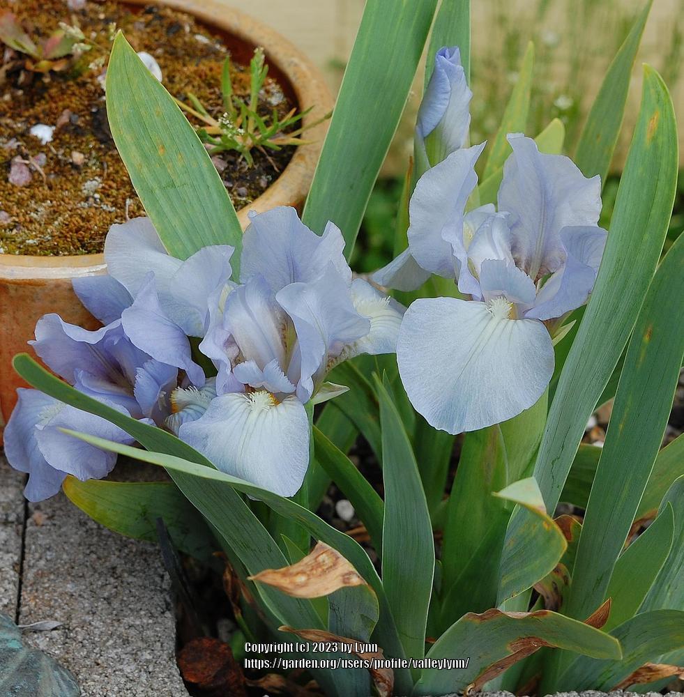 Photo of the entire plant of Miniature Dwarf Bearded Iris (Iris ...
