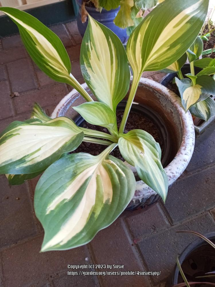 Photo of the entire plant of Hosta Shadowland® Miss America posted by ...
