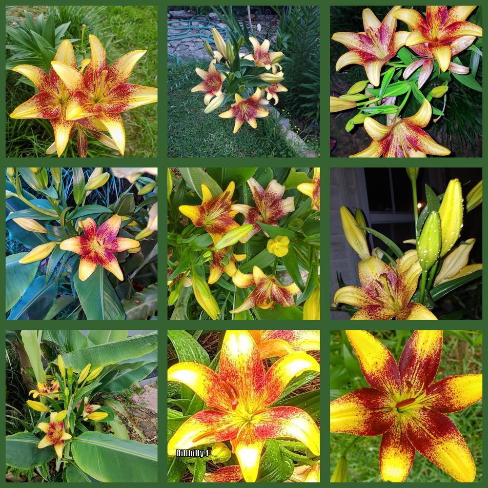 Lilium Identification in the Lilies forum - Garden.org