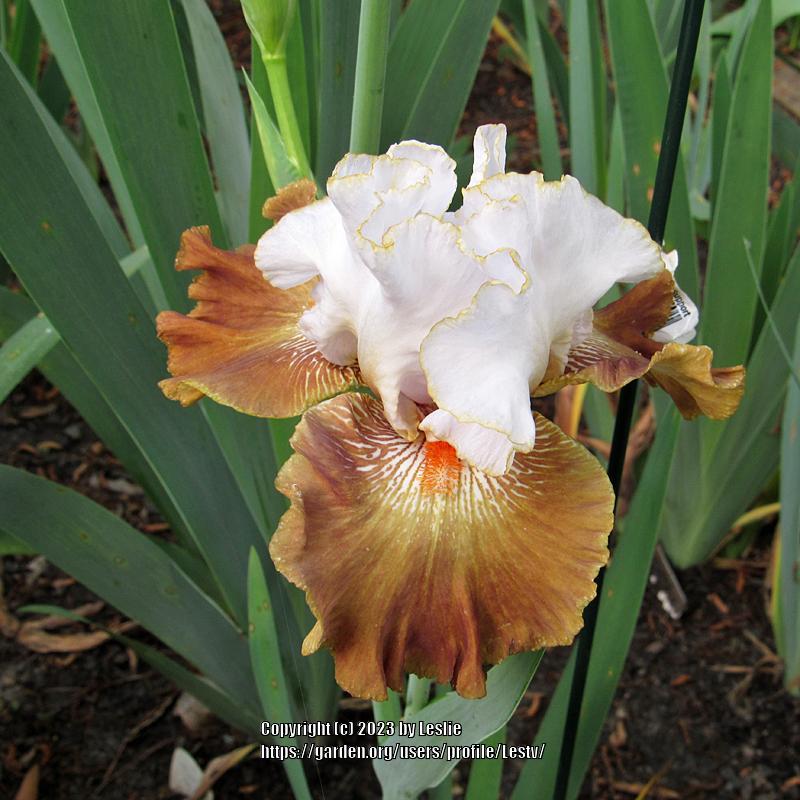 Photo of the bloom of Tall Bearded Iris (Iris 'Copper Angel') posted by ...