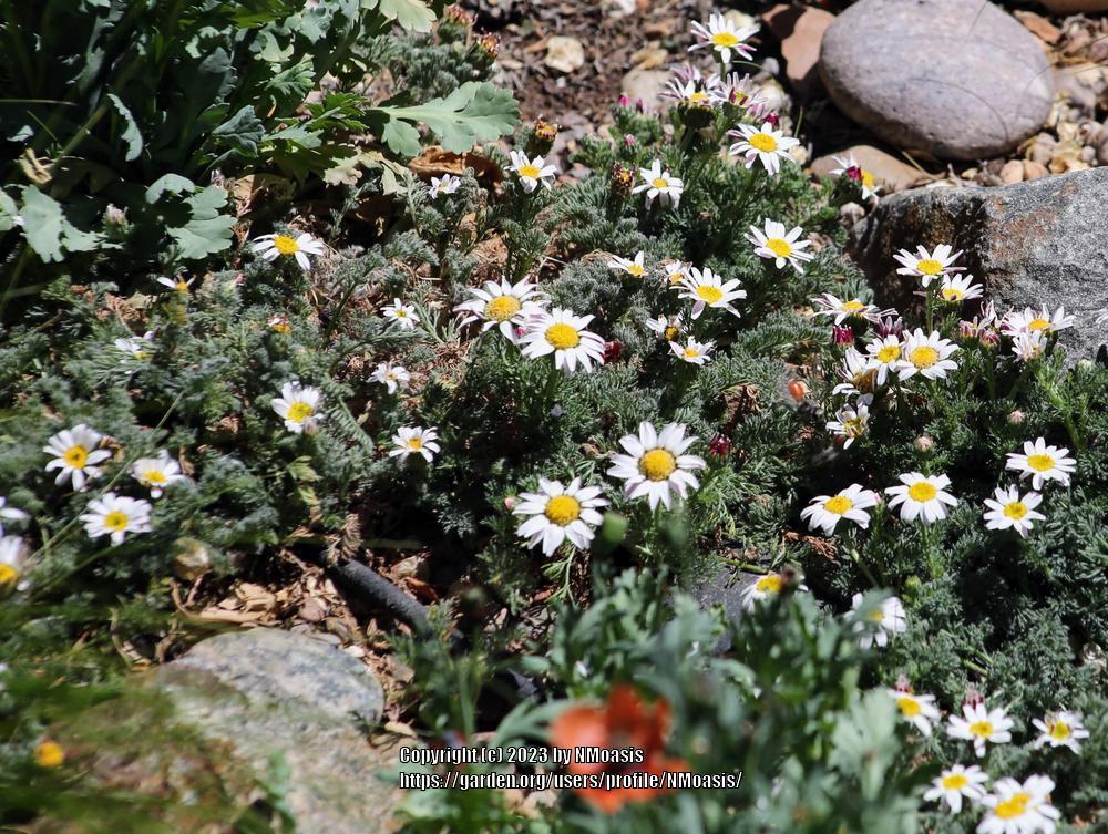 Photo of the entire plant of Mount Atlas Daisy (Anacyclus pyrethrum ...