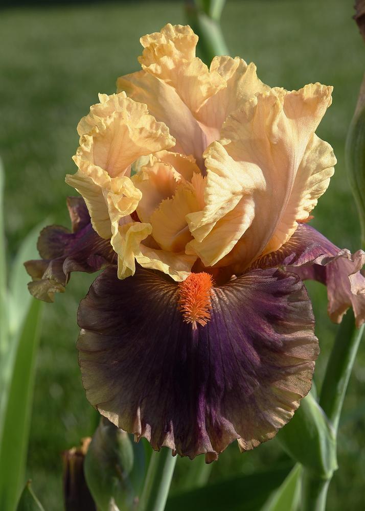 Tall Bearded Iris (Iris 'Smith Rock') in the Irises Database - Garden.org