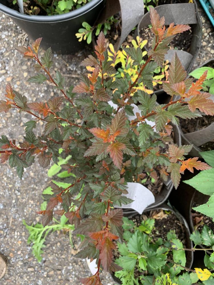 Photo of the leaves of Eastern Ninebark (Physocarpus opulifolius Sweet ...