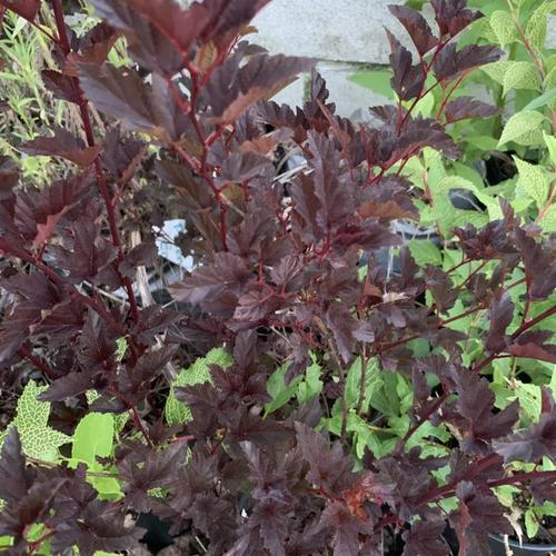 Eastern Ninebark (Physocarpus opulifolius 'Royalty') in the Ninebarks ...