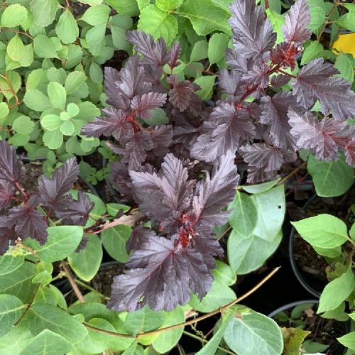 Eastern Ninebark (Physocarpus opulifolius All Black®) in the Ninebarks ...
