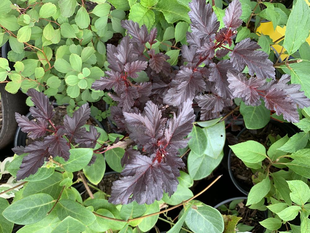 Eastern Ninebark (Physocarpus opulifolius All Black®) in the Ninebarks ...