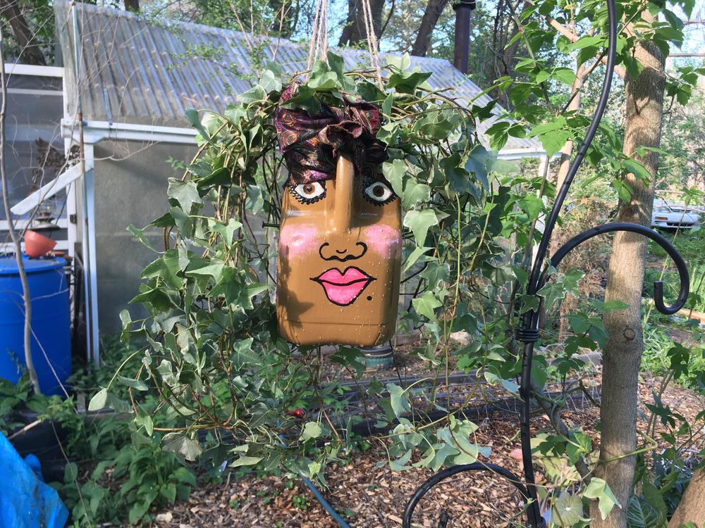 Ivy (Hedera helix 'Mini Adam') - Garden.org