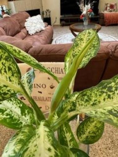 dumb cane flower in Photo of Dumb Cane (Dieffenbachia 'Reflector ...