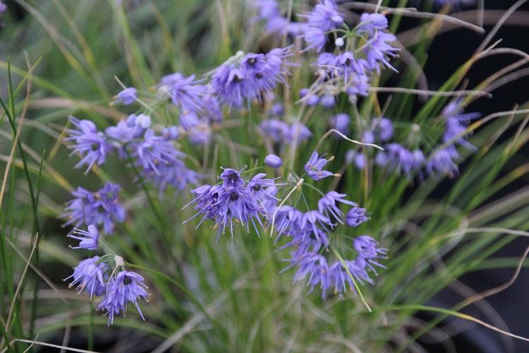 Photo of the bloom of Dark Blue Garlic (Allium cyaneum) posted by ...