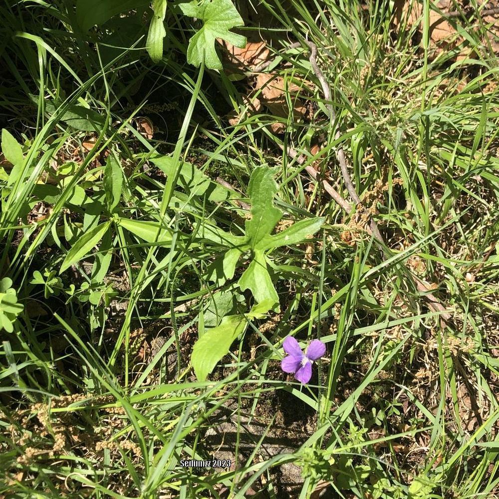 Photo of the entire plant of Palmate Violet (Viola palmata) posted by ...