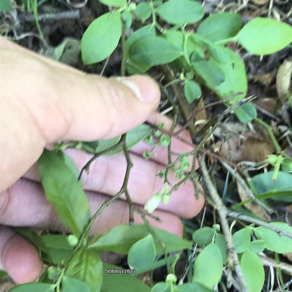 Photo of the fruit of Blue Ridge Blueberry (Vaccinium pallidum) posted ...