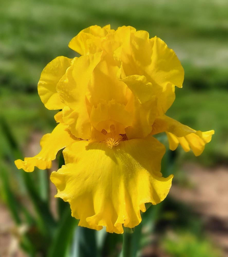 Tall Bearded Iris (Iris 'Gold Dust Woman') in the Irises Database ...