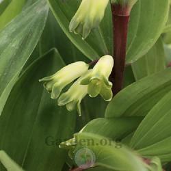 Solomon's Seal (Polygonatum odoratum 'Ruby Slippers') - Garden.org