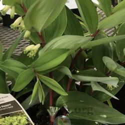 Solomon's Seal (Polygonatum odoratum 'Ruby Slippers') - Garden.org