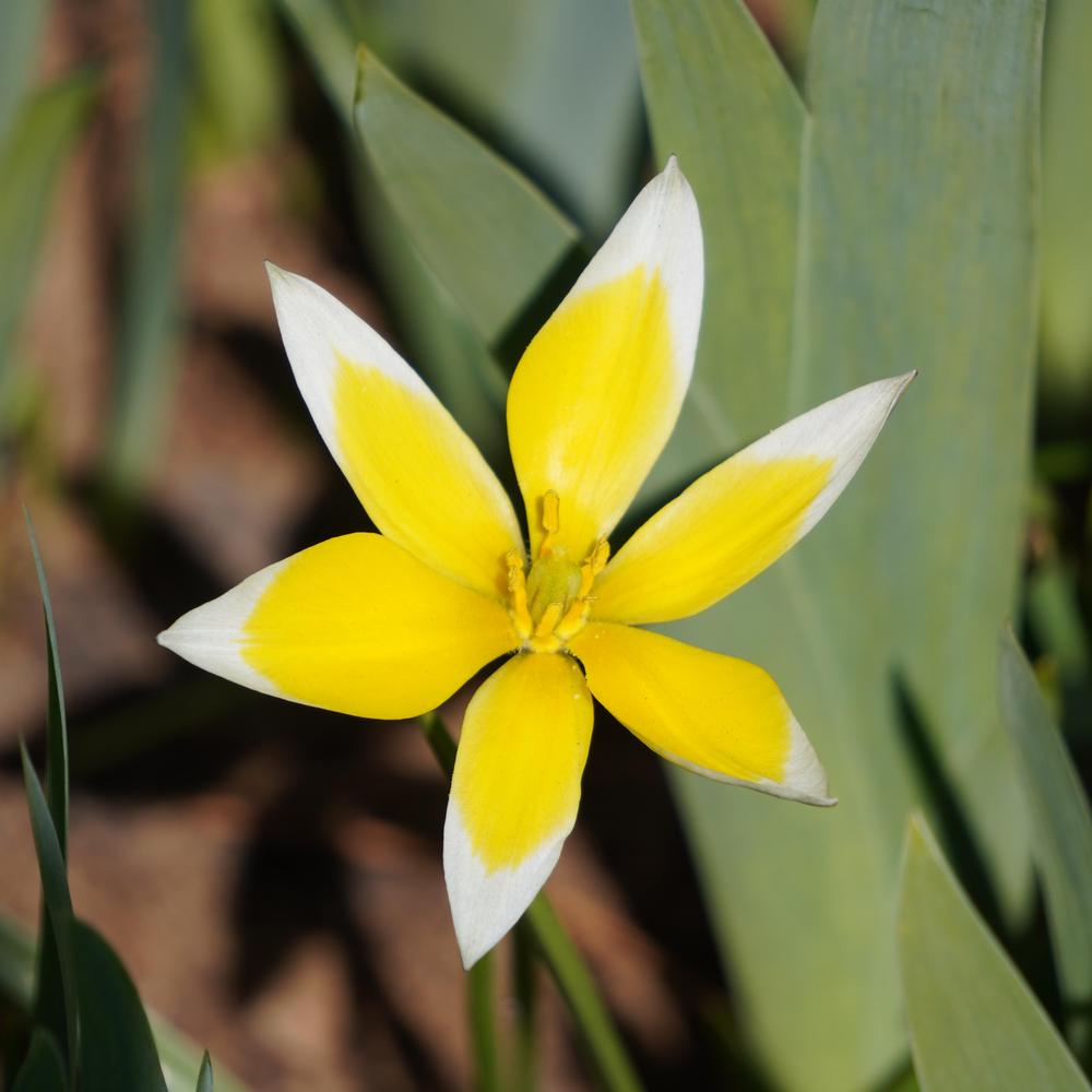 Photo of the bloom of Tarda Tulip (Tulipa urumiensis) posted by D3LL ...